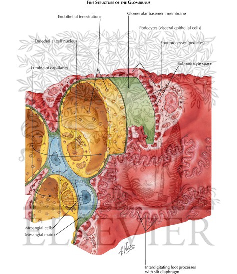 glomerular structure
