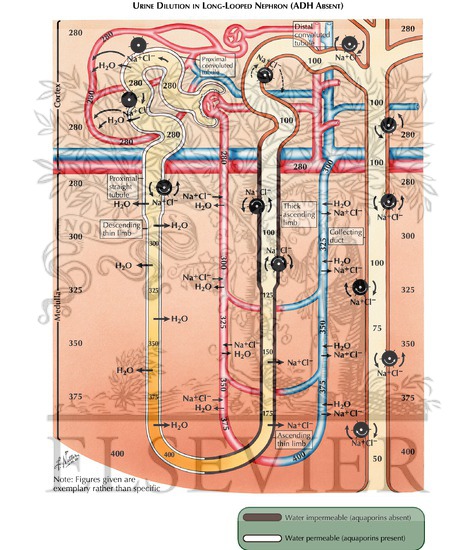 Water, Ion, and Urea Exchange in Production of Hypotonic Urine (ADH Absent)
