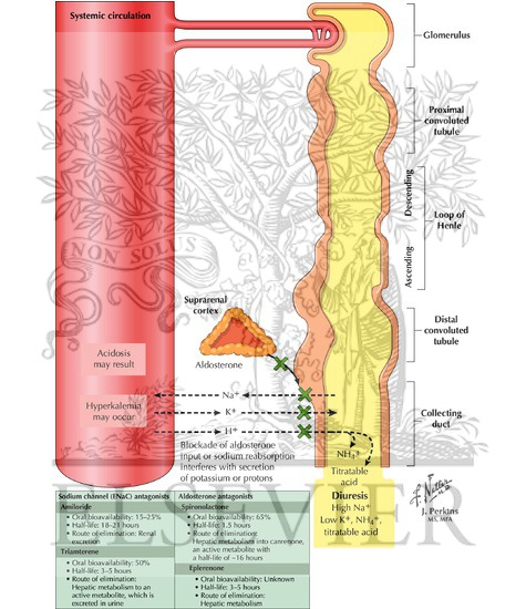 Potassium-Sparing Diuretics