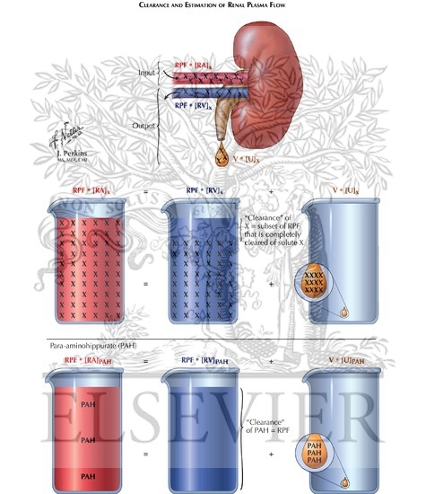 Major Causes and Symptoms of Nephrogenic Diabetes Insipidus (Continued)