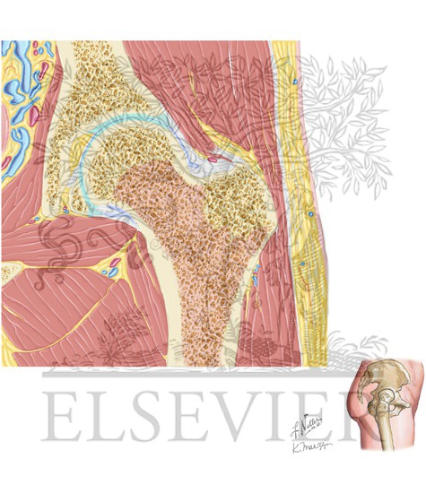 Cross-Sectional Anatomy of Hip: Coronal View