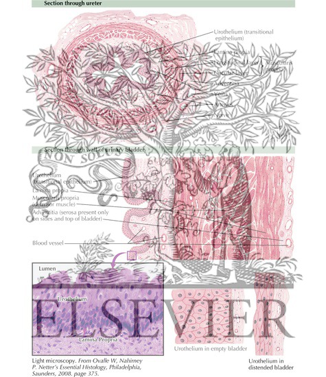 Renal Pelvis, Ureter, and Bladder