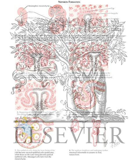Development of Kidney: Nephron Formation