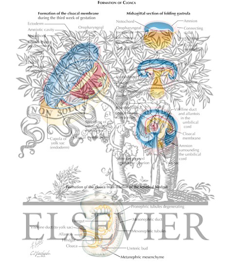 Development of Bladder and Ureter: Formation of the Cloaca