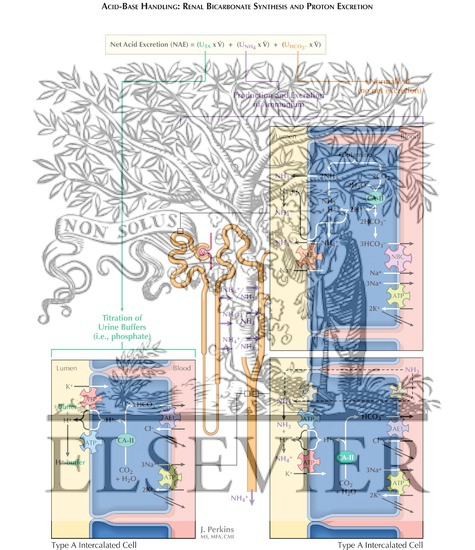 Acid-Base Balance: Renal Bicarbonate Synthesis and Proton Excretion