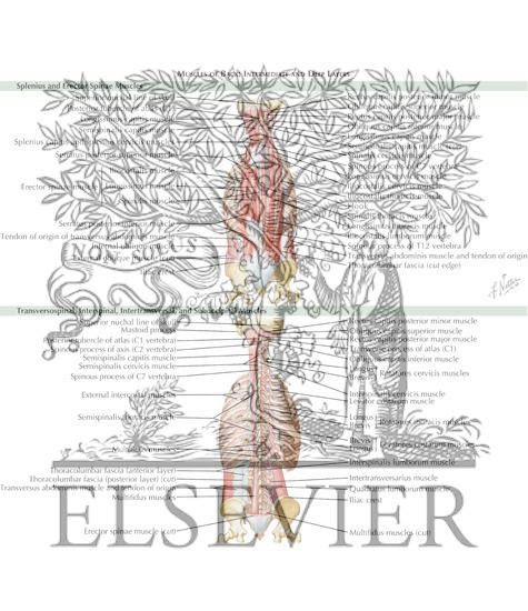 Muscles of Back: Intermediate and Deep Layers