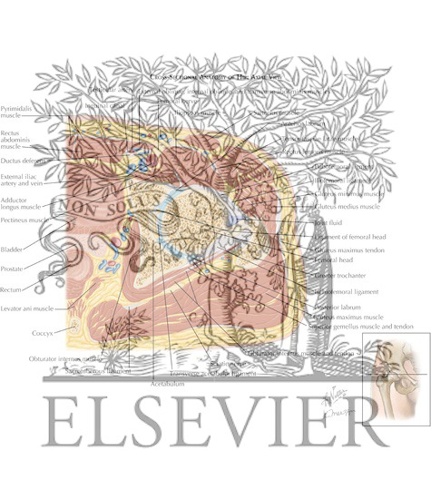 Cross-Sectional Anatomy of Hip: Axial View