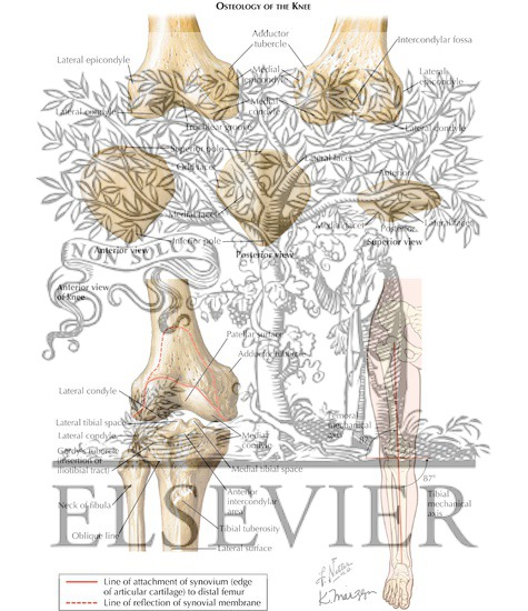 Osteology of the Knee