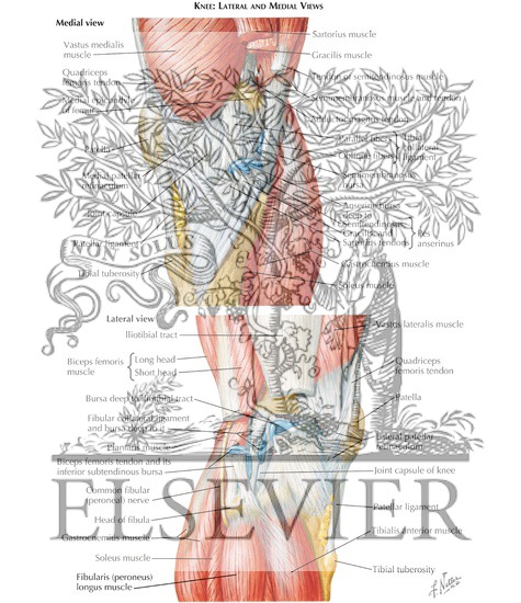 Knee: Lateral and Medial Views