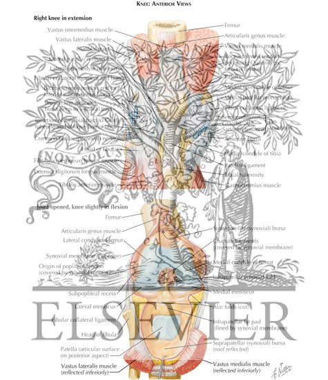 Knee: Anterior Views