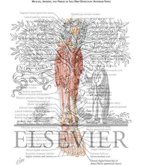 Muscles, Arteries, and Nerves of Leg: Deep Dissection (anterior view ...