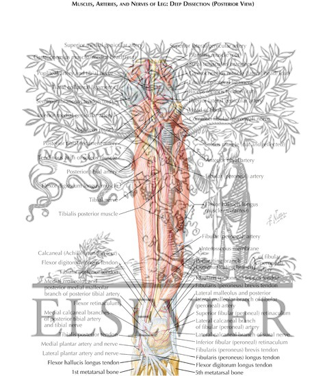 Muscles, Arteries, and Nerves of Leg: Deep Dissection (posterior view ...