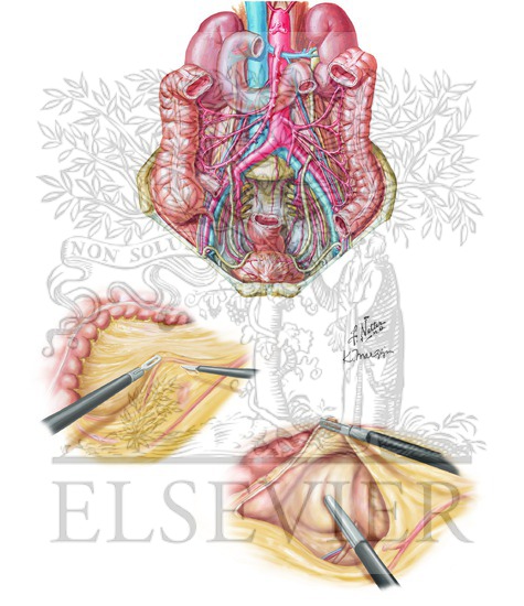 retroperitoneal structures