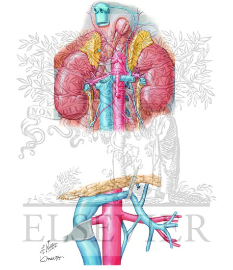 Aortic Relationships With Retroperitoneum and Left Renal Vein