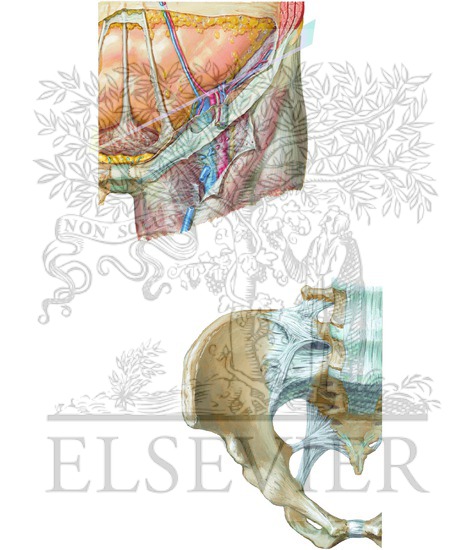 Anatomic Landmarks for Femoral Incisions