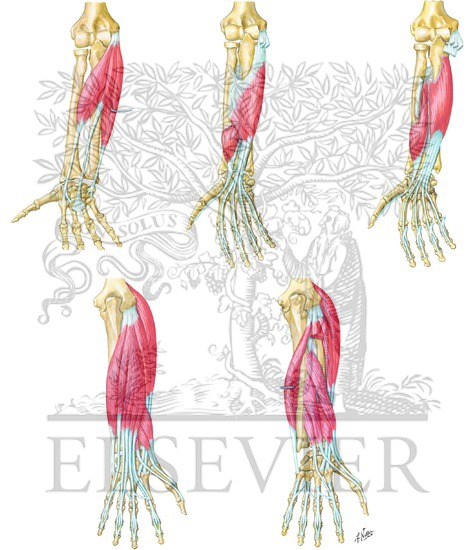 Individual Muscles of Forearm: Flexors and Extensors