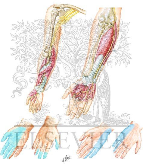 Median and Ulnar Nerve in Forearm