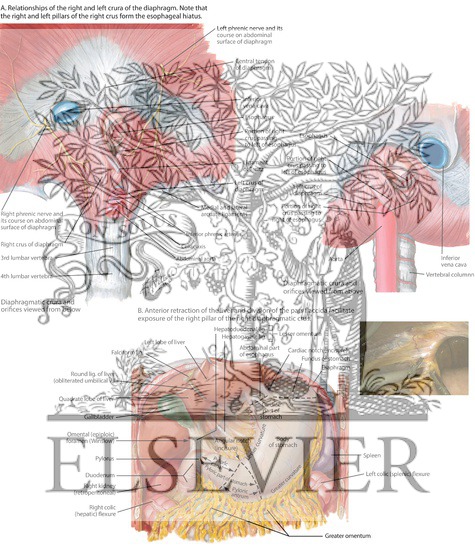 Anatomy for Esophageal Mobilization
