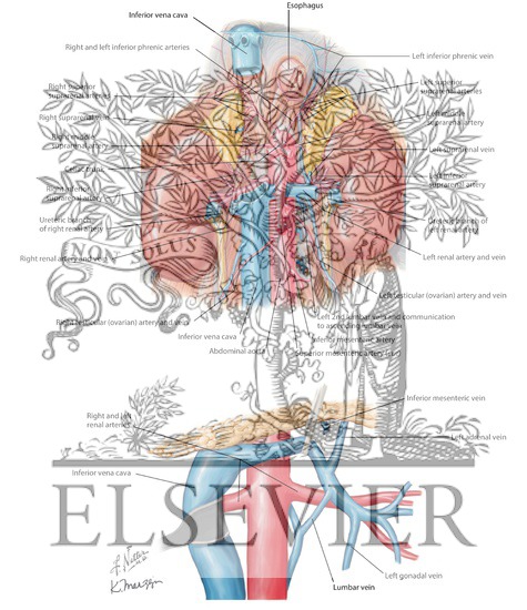 Aortic Relationships With Retroperitoneum and Left Renal Vein