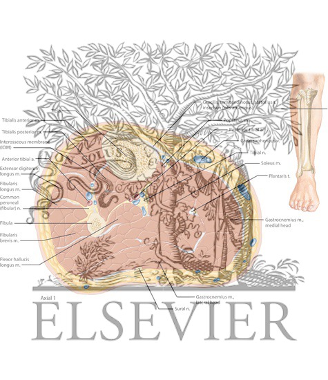 Cross-Sectional Leg Anatomy, Below Knee