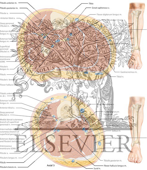 Cross-Sectional Leg Anatomy, Middle and Lower Tibia