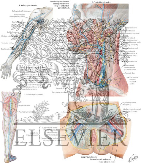 Axillary, Cervical, Popliteal, and Inguinal Lymph Nodes