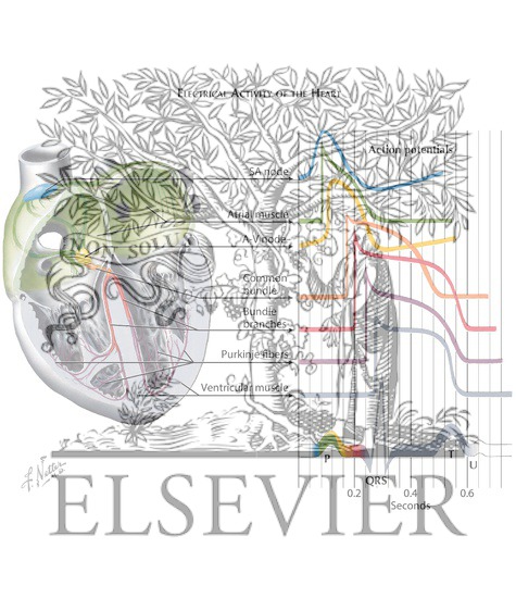 Physiology of the Specialized Conduction System Relation of Action ...