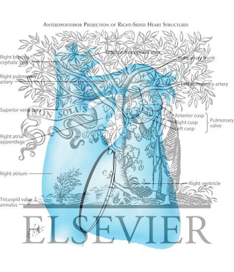 Radiology and Angiocardiography