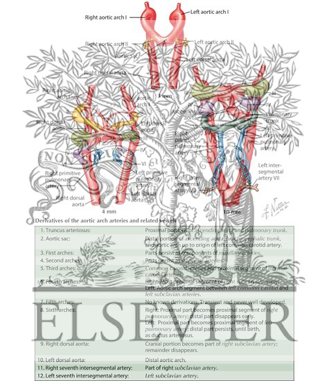 Development of the Major Blood Vessels
