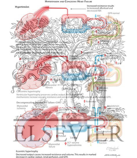 Hypertension and Congestive Heart Failure