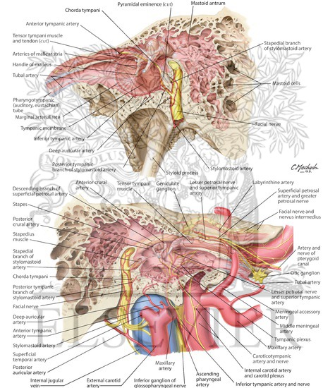 Tympanic Cavity