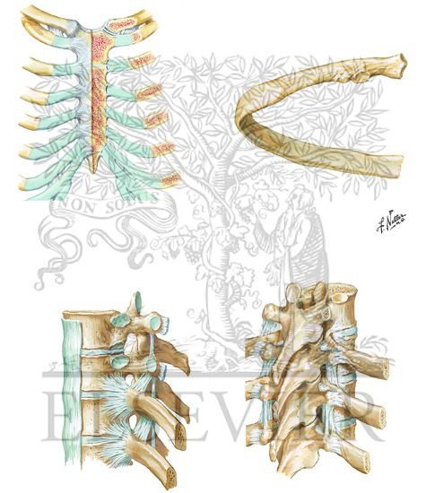 Ribs and Associated Joints
