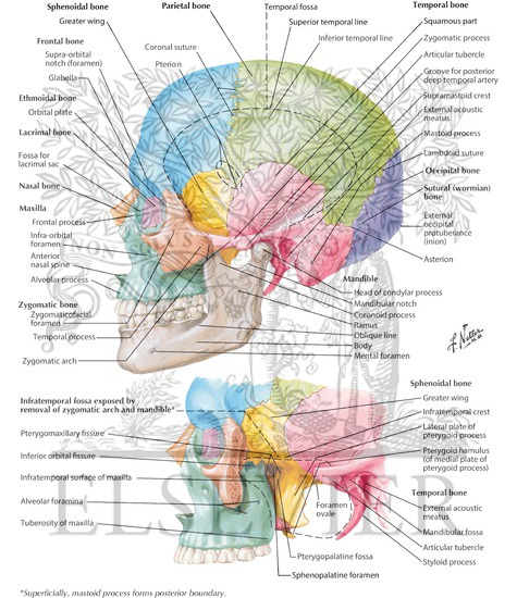 Lateral Aspect of Skull