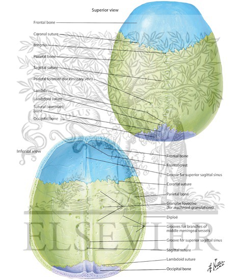 Calvaria [Showing Sutural (Wormian) Bone]