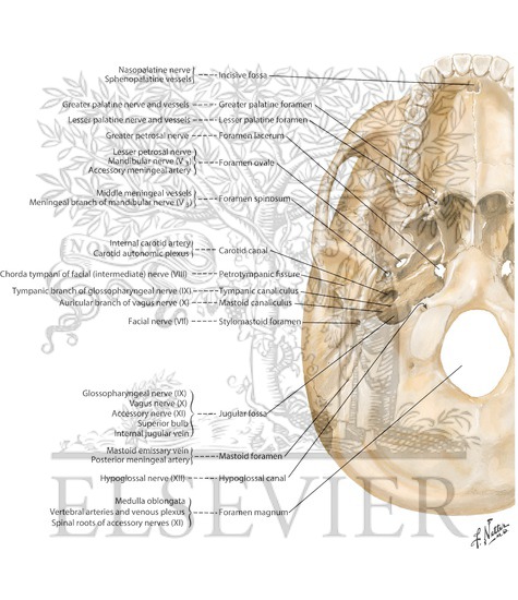 Foramina of Cranial Base: Inferior View