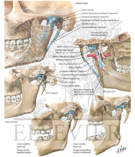 Temporomandibular Joint Anatomy