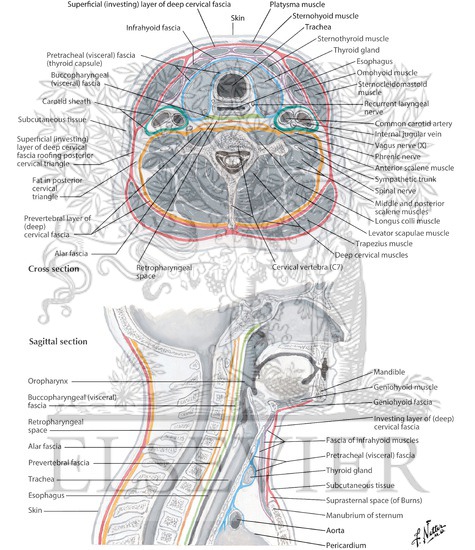 Fascial Layers of Neck