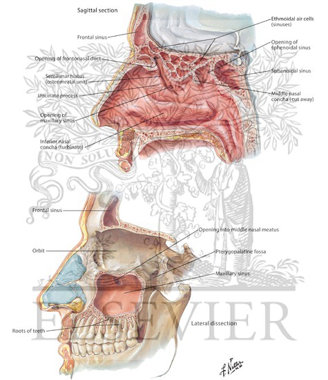 Paranasal Sinuses