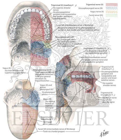 pharyngeal plexus innervation