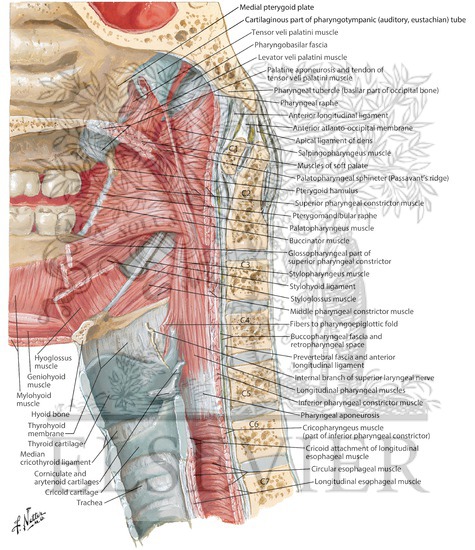 pharynx sections labeled