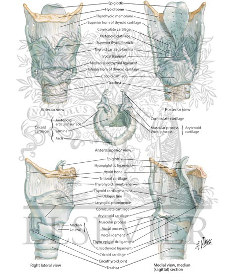 Cartilages of the Larynx