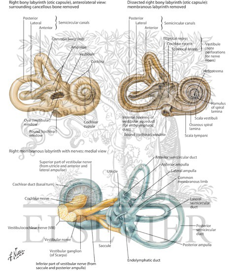 membranous labyrinth function