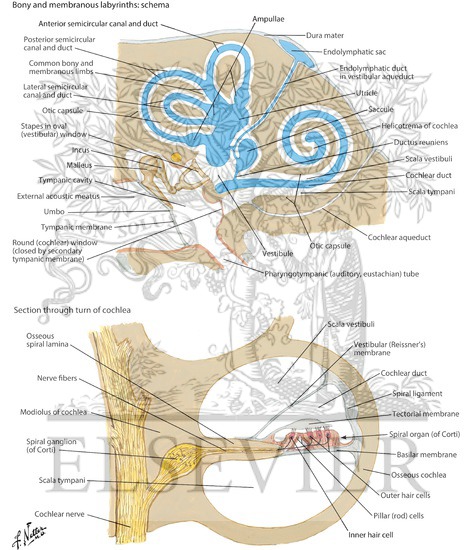 Adult Ear Organization Osseous and Membranous Labyrinths
