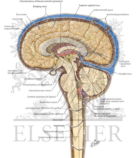 Circulation of Cerebrospinal Fluid