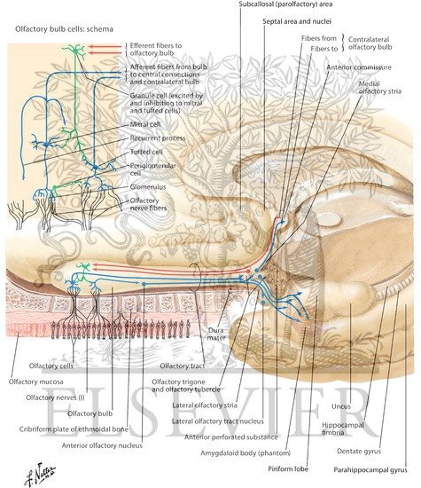 Olfactory Nerve: Schema
