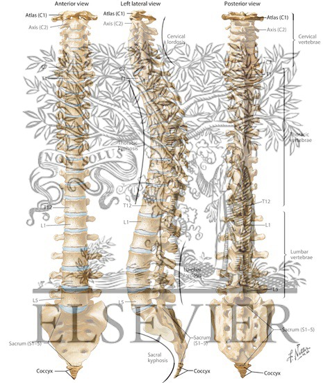 Vertebral Column