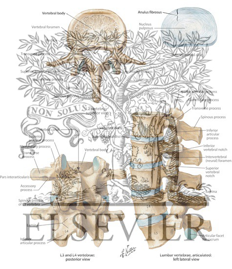 Lumbar Vertebrae and Intervertebral Disc Spine: Osteology