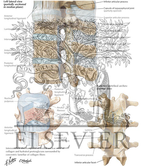 Vertebral Ligaments: Lumbar Region Ligaments of the Spinal Column