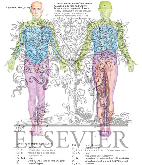 netter dermatome chart