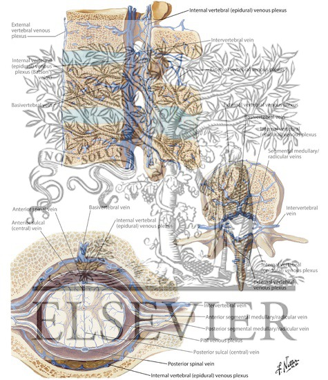 Veins of Spinal Cord and Vertebrae Veins of Spinal Cord and Vertebral ...